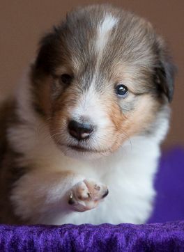 VDH Collie-Welpen | KAYMARA Collies
