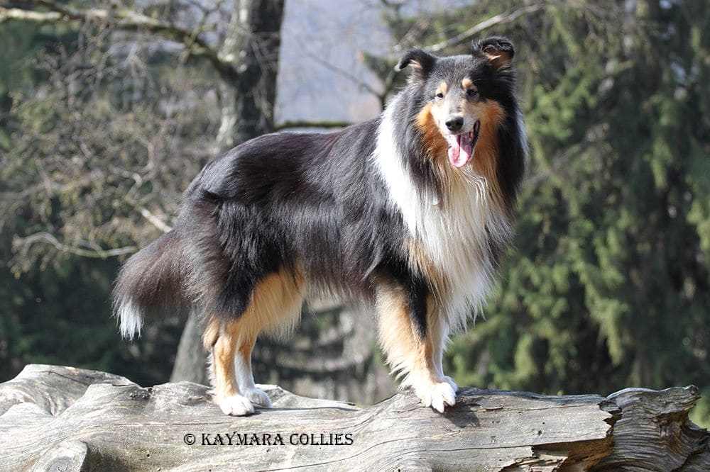 FASZINATION - AMERIKANISCHER - COLLIE